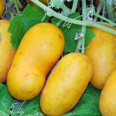 Купить семена Огурец Cucumber Chinese Yellow Cucumber в Москве доставка семян по России и СНГ