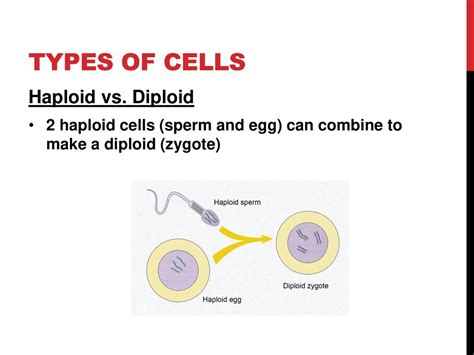 6 1 Notes Chromosomes Pg Ppt Download