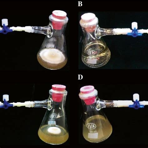 Inhibition Of Fungal Mycelial Growth By Volatile Compounds Produced By