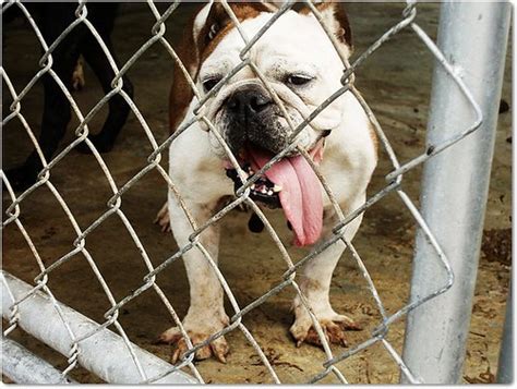 20091201認助養與徵志工資源高雄市流浪動物之家有黃金獵犬米克斯鬥牛犬雪那瑞拉拉西高地柴犬大 Flickr