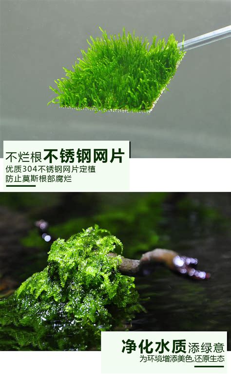 鱼缸莫斯水草植物活体慕斯片散装莫丝树球沉木大三角垂泪前景造景 阿里巴巴