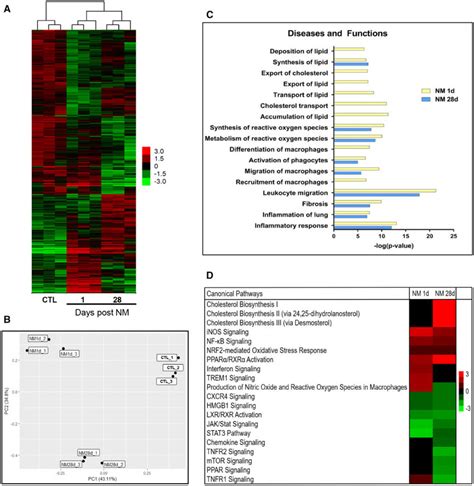 Rna Seq And Ingenuity Pathway Analysis Ipa Of Lung Macrophages Lung Download Scientific