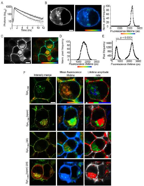 Figure 3 From Functionally And Spatially Distinct Modes Of Munc18 Syntaxin 1 Interaction