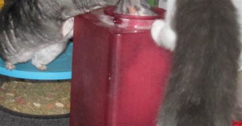 i need help writing a witty caption for this picture of my kitten and
