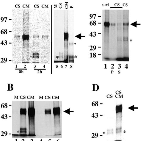 The Reporter Protein Traffics To The Site Where Proaleurain Is