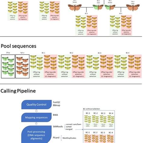 Experimental Design Pool Sequences And Snp Calling Pileline