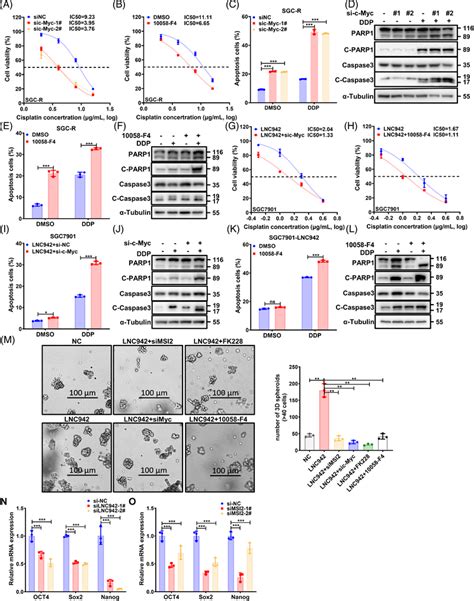C‐myc Promotes Gastric Cancer Cell Resistance To Cisplatin In Vitro Download Scientific