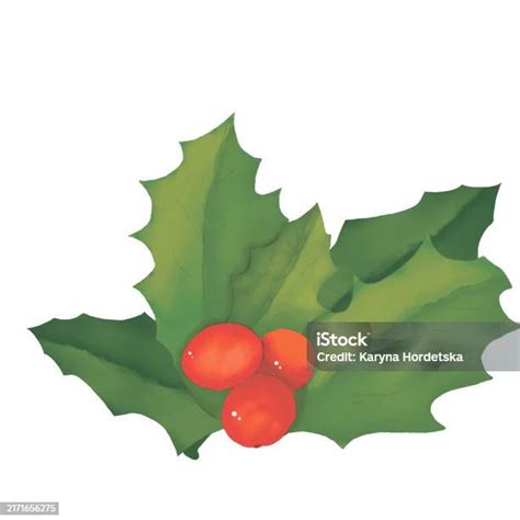 빨간 호랑가시나무 열매와 호랑가시나무 잎 색깔 그림 수채화 및 디지털 인쇄 및 엽서 및 카드의 웹 디자인 12월에 대한 스톡 벡터 아트 및 기타 이미지 Istock