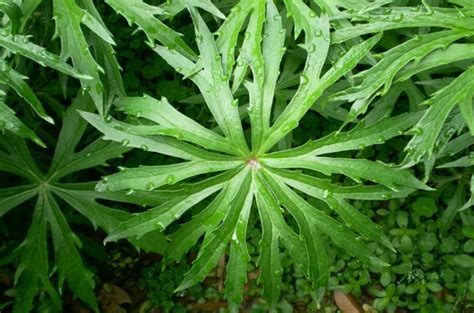 兔儿伞有很多功效你了解过吗 鲜花常识 roselove