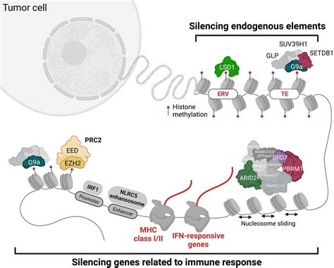 The Cancer Epigenome Non‐cell Autonomous Player In Tumor Immunity