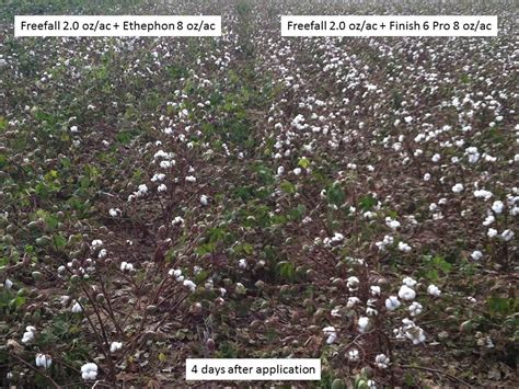 Cotton Defoliation Update Ut Crops News