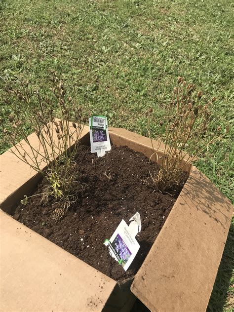 I Got These Two Dying Delphinium Plants To See If I Could Revive Them Are They A Lost Cause