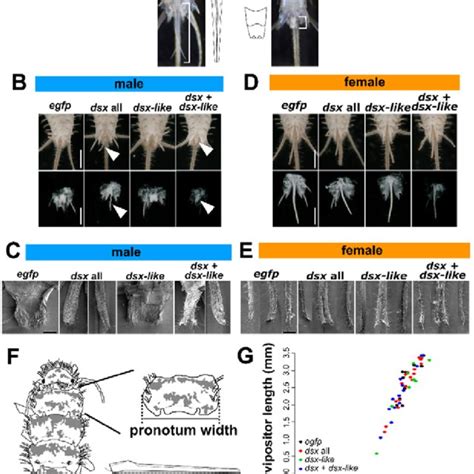 Function Of Doublesex And Doublesex Like For Genital Organs In Thermobia Download Scientific