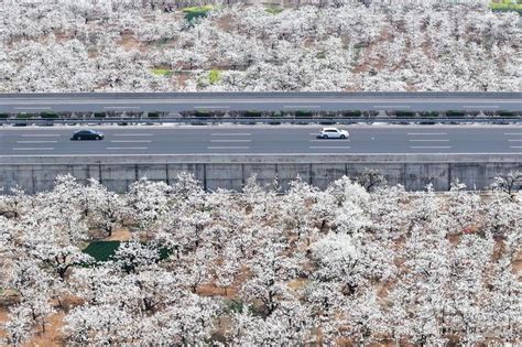 山东枣庄：车行花海中 人民图片网