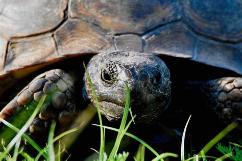 Gopher Tortoise