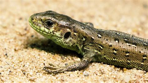 Sand Lizards