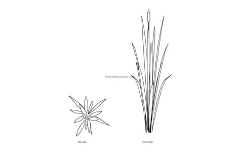 Cattail Plant Free Cad Drawings