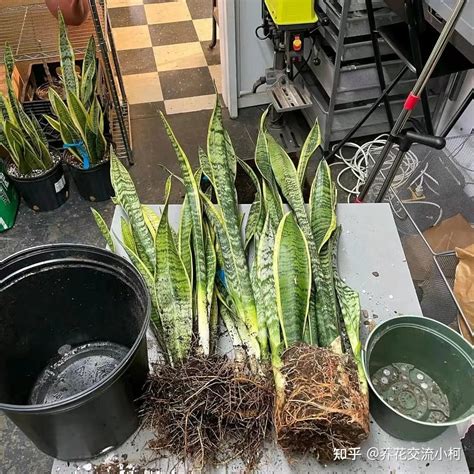 了解盆栽植物积水烂根的原理少养死很多花 知乎