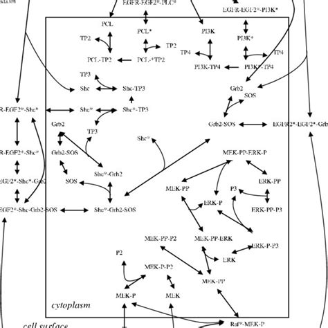Egfr Signalling Cascade Download Scientific Diagram