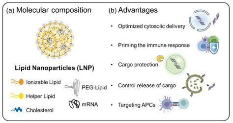 Mrna Strategies For Cancer Immunotherapy Boc Sciences