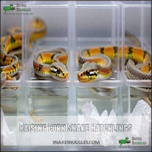 Breeding Corn Snakes Secrets Pro Breeders Use To Make Babies