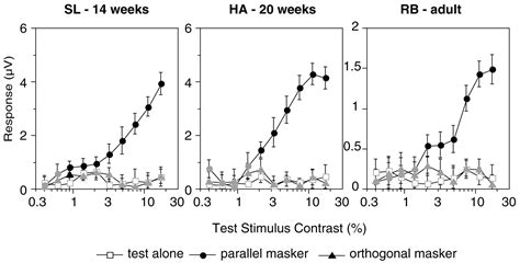 Normalization Models Applied To Orientation Masking In The Human Infant Journal Of Neuroscience