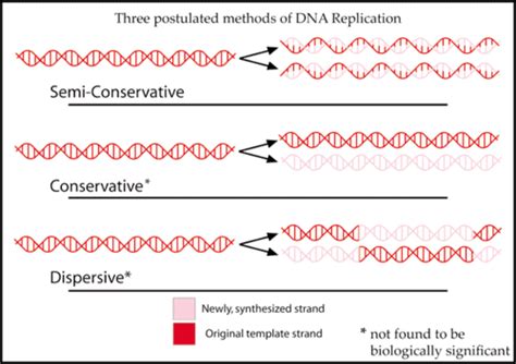 Genetics Chapter 7 Dna Structure And Replication Flashcards Quizlet