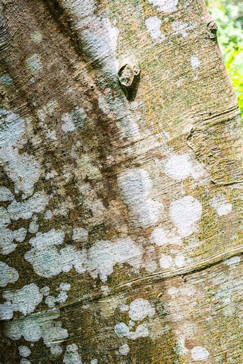 Background Of Tree Texture Stock Image Image Of Material 248414253