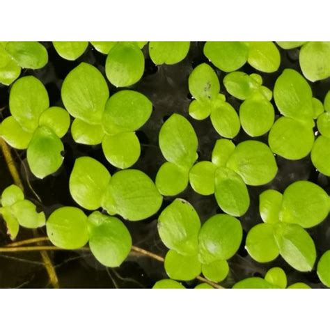 浮萍植物圓心萍 紫萍 紫心萍 浮萍 田萍 水生植物 淨化水質 蝦皮購物