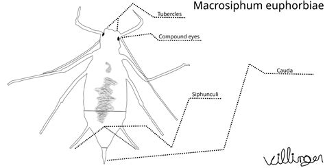 Potato Aphid What Do You Think Rscienceillustration