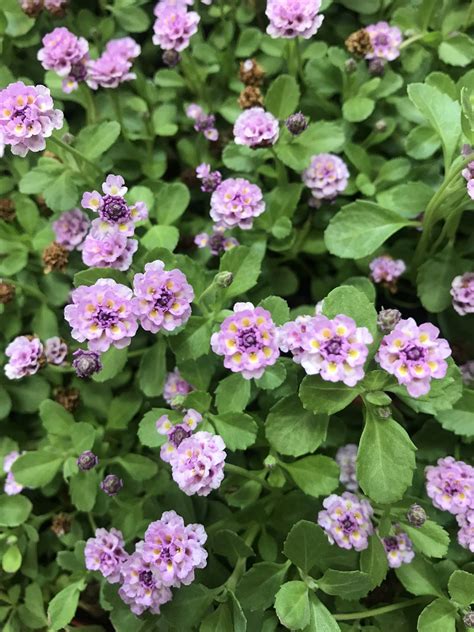 Kurapia® Pink Plugs A Drought Tolerant Low Maintenance Lawn