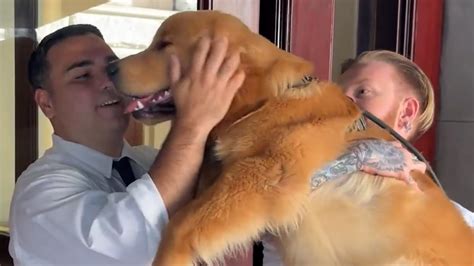 Watch The Worlds Tallest Dog Meet The Worlds Smallest Dog