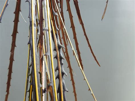 Pseudopanax Crassifolius — Statement Trees