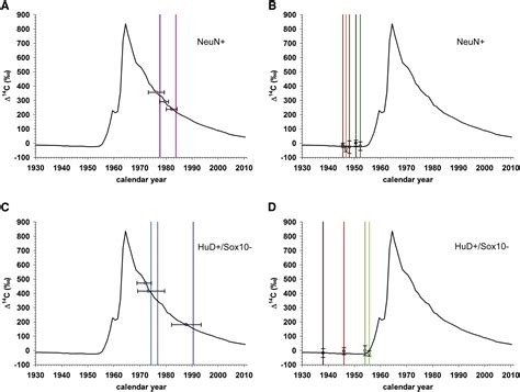 The Age Of Olfactory Bulb Neurons In Humans Neuron