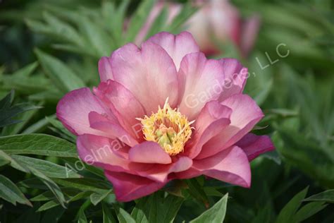 The Julia Rose Peony Adelman Peony Gardens