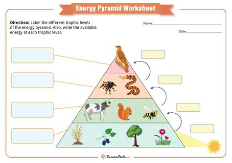 Energy Pyramid Worksheets Free Printables Worksheets Library