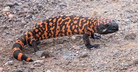 Gila Monster