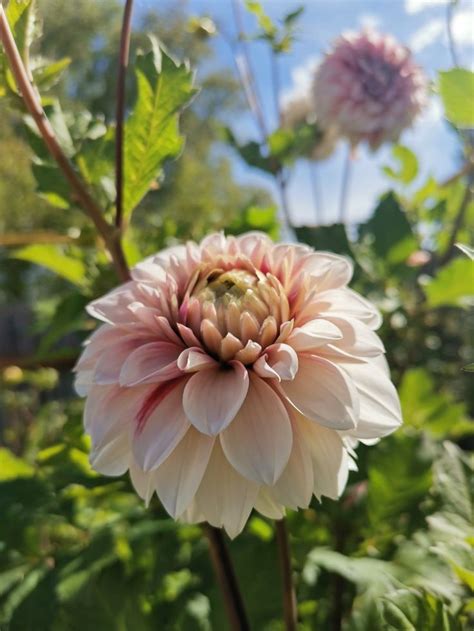 Георгин | Flowers, Dahlia, Plants