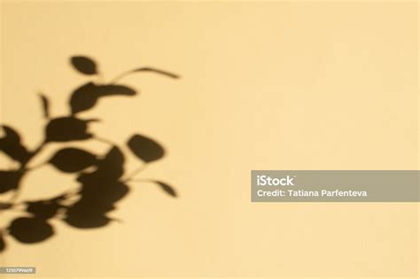 베이지 색 벽에 나무 단풍의 그림자를 텍스트 에 대한 공간과 대조 현대 배경 꽃 식물에 대한 스톡 사진 및 기타 이미지 꽃 식물 회색 그림자 Istock