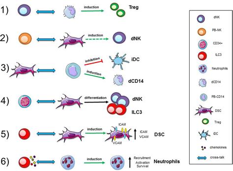 Cellular Interactions In Human Decidua Representative Interactions Download Scientific