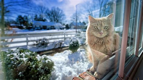 猫 Full Hd 壁纸 And 背景 2560x1440 Id544010