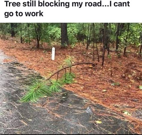 Tree Still Blocking My Road L Cant Go To Work