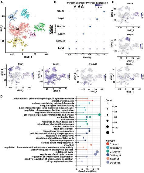 Elucidating Cardiomyocyte Heterogeneity And Maturation Dynamics Through Integrated Single Cell