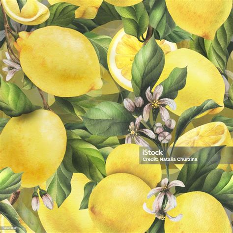 레몬은 노랗고 육즙이 많으며 녹색 잎 가지에 꽃 봉오리 전체 및 조각으로 익습니다 수채화 손으로 그린 식물 그림입니다 흰색 배경에 매끄러운 패턴 감귤류 과일에 대한 스톡