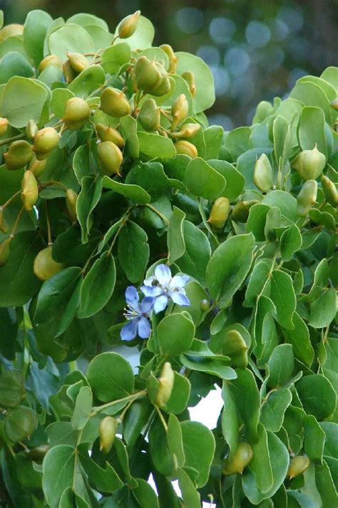 Buy Lignum Vitae Tree Premium Plant For Uae Gardens