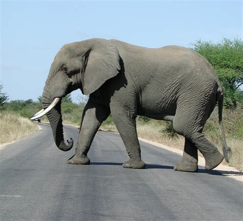야생 환경의 포장 도로를 걷는 코끼리 무료 스톡 사진 Freeimages