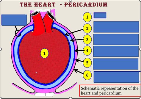 Anatomy Midterm Part 1 Heart Topography Diagram Quizlet