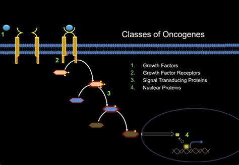 Neoplasia Ii Oncogenesis And Pre Malignancy Flashcards Quizlet