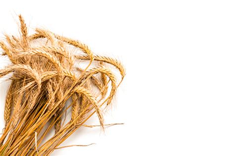 밀 귀 전체 보리 수확 밀 콩나물 밀 곡물 귀 또는 호밀 스파이크 식물 흰색 배경에 고립 시리얼 빵 가루에 대 한 디자인 요소 건조한에 대한 스톡 사진 및 기타 이미지