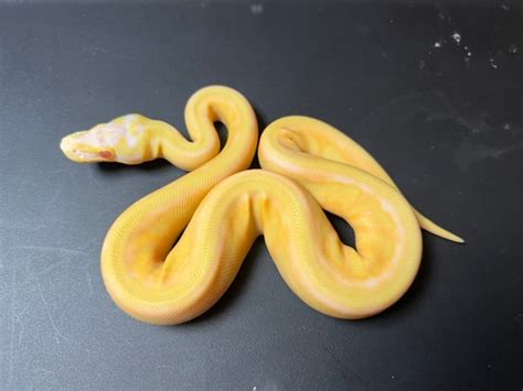 Frostbite Mojave Albino Ball Python By Jenkins